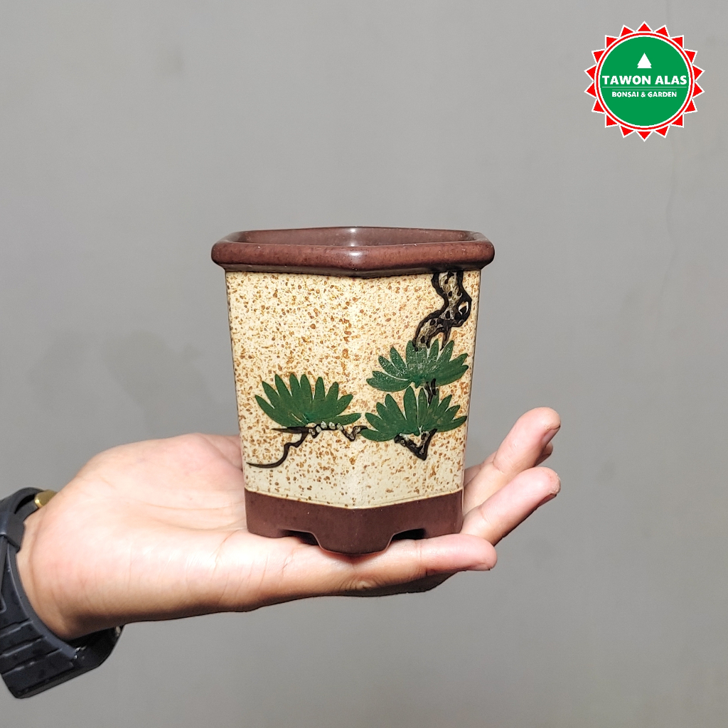 Jual Pot Keramik Bonsai Segi Enam Unik | Shopee Indonesia