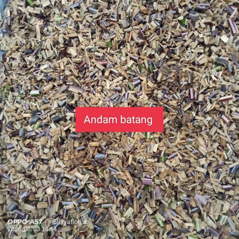 Jual ANDAM BATANG 1kg | Shopee Indonesia