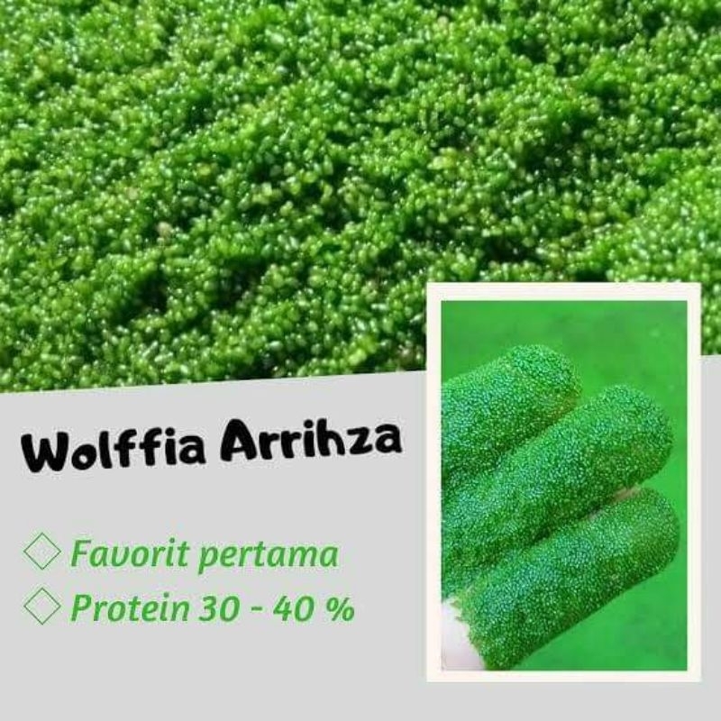 Jual Bibit Wolffia wolfia Induk 500gram Pakan ikan kecil, larva, burayak dan itik | Shopee Indonesia