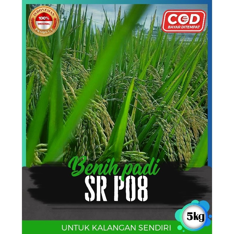 Jual benih padi sr p08 ultra genjah 5kg | Shopee Indonesia