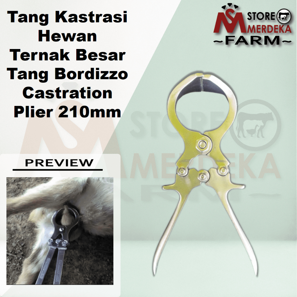 Jual Tang Kastrasi Hewan Ternak Besar Tang Bordizzo, Castration Plier ...