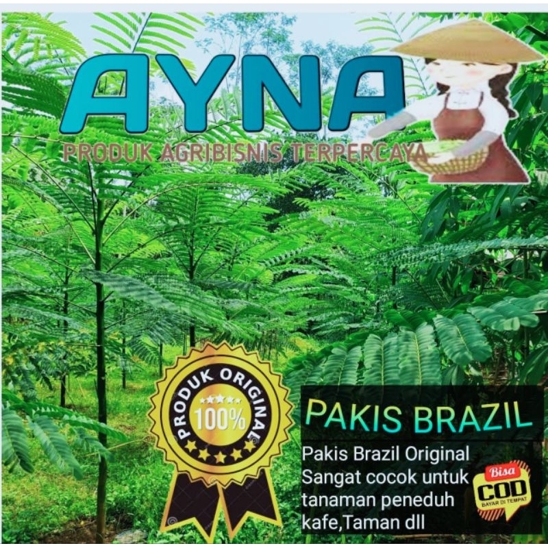 Jual Pakis Brazil / solobium parahiba Tinggi 2 M | Shopee Indonesia