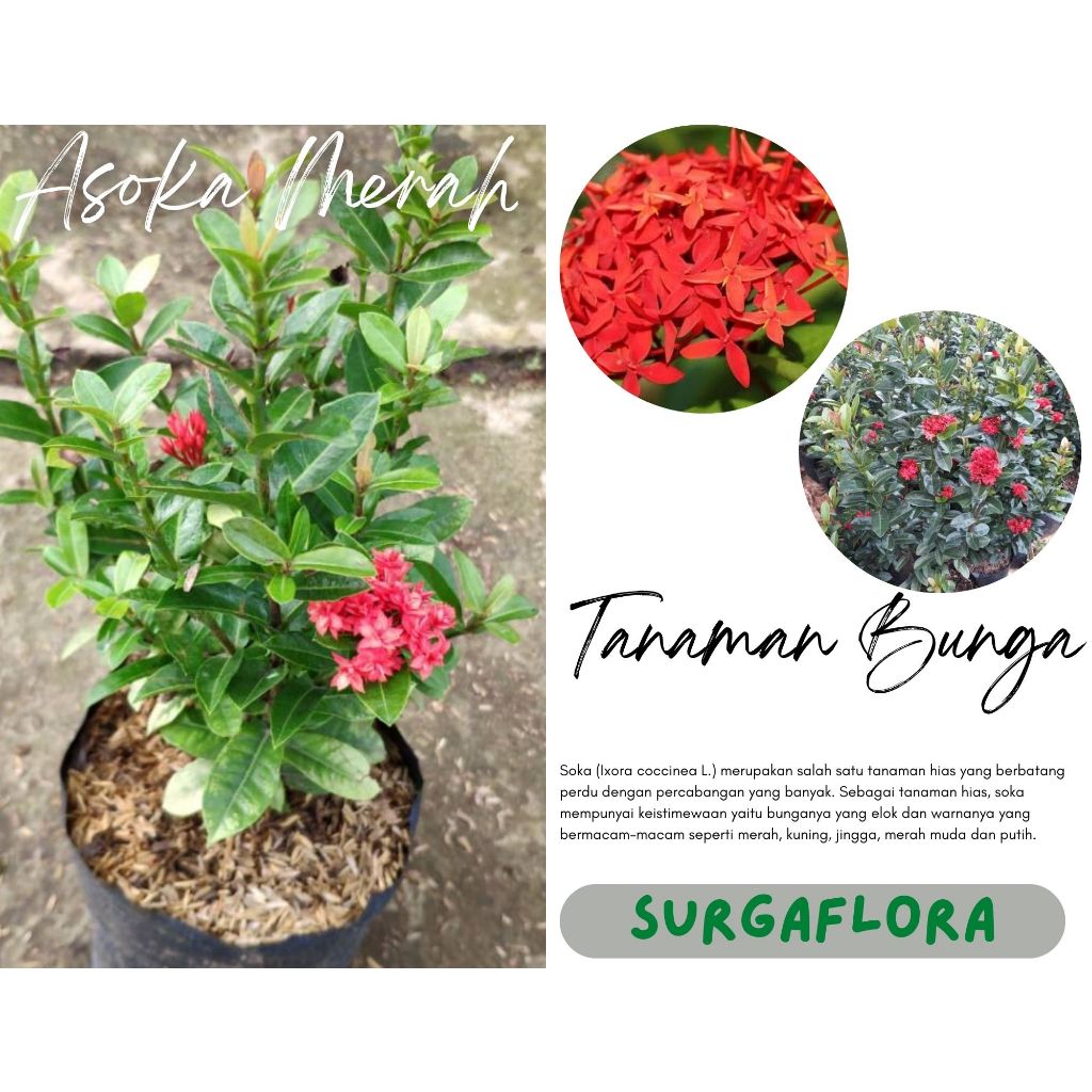 Jual Tanaman Hias Hidup Bunga Soka Merah - Bunga Asoka Merah - Bunga ...