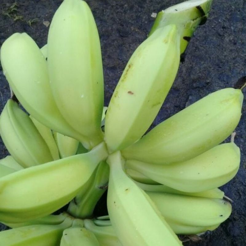 Jual pisang kluthuk/pisang batu muda mentah 1kg | Shopee Indonesia