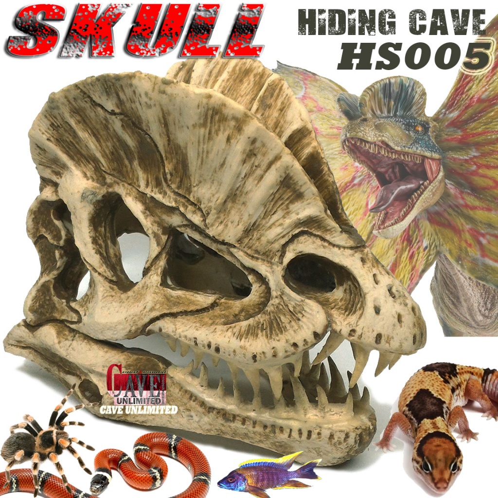 Jual HS005 HIDING CAVE SKULL FOSIL TENGKORAK SKELETON KERANGKA ...