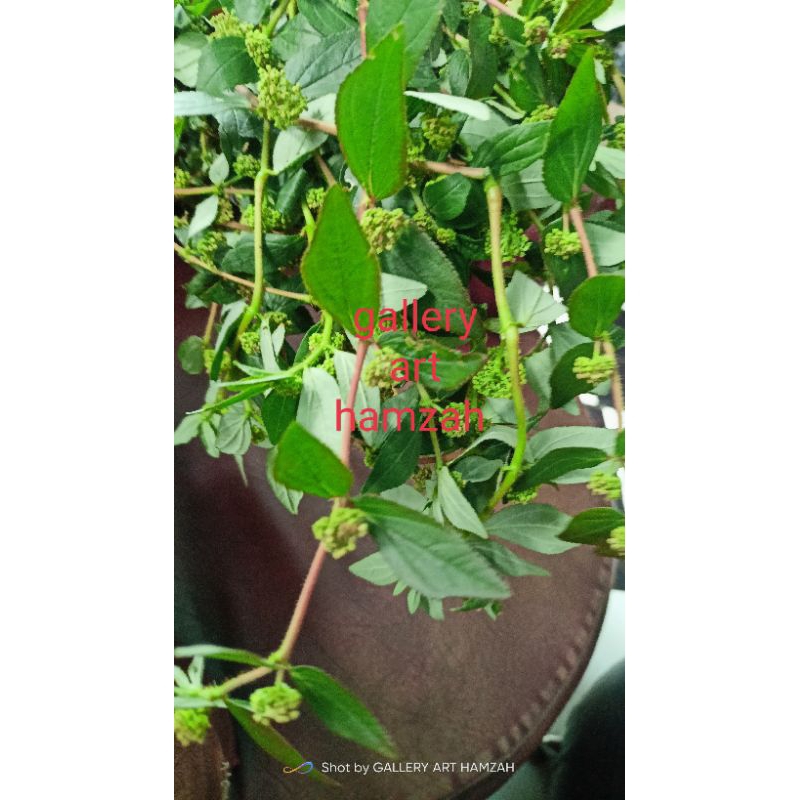 Jual patikan kebo tanaman herbal | Shopee Indonesia