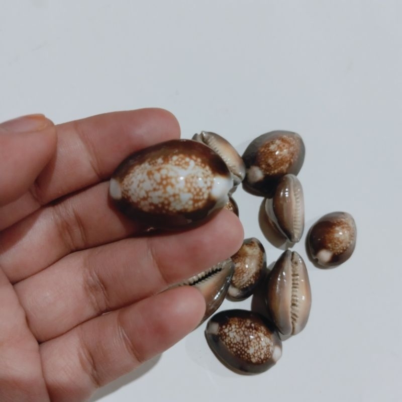 Jual Bekel kerang asli | Shopee Indonesia
