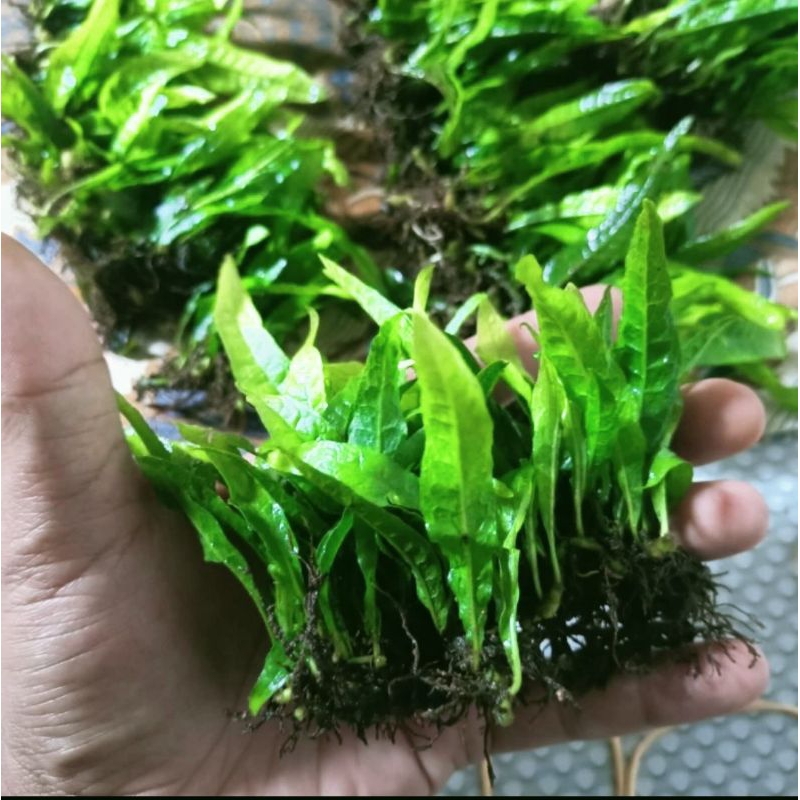 Jual Tanaman Aquascape Java fern (kadaka) | Shopee Indonesia