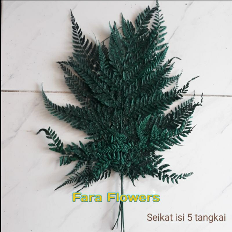 Jual Daun pakis kering harga 1 ikat | Shopee Indonesia