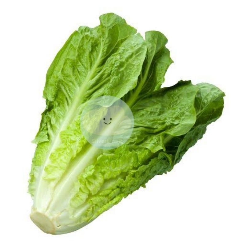 Jual ROMAINE LETTUCE / SELADA ROMAINE 250GRAM | Shopee Indonesia