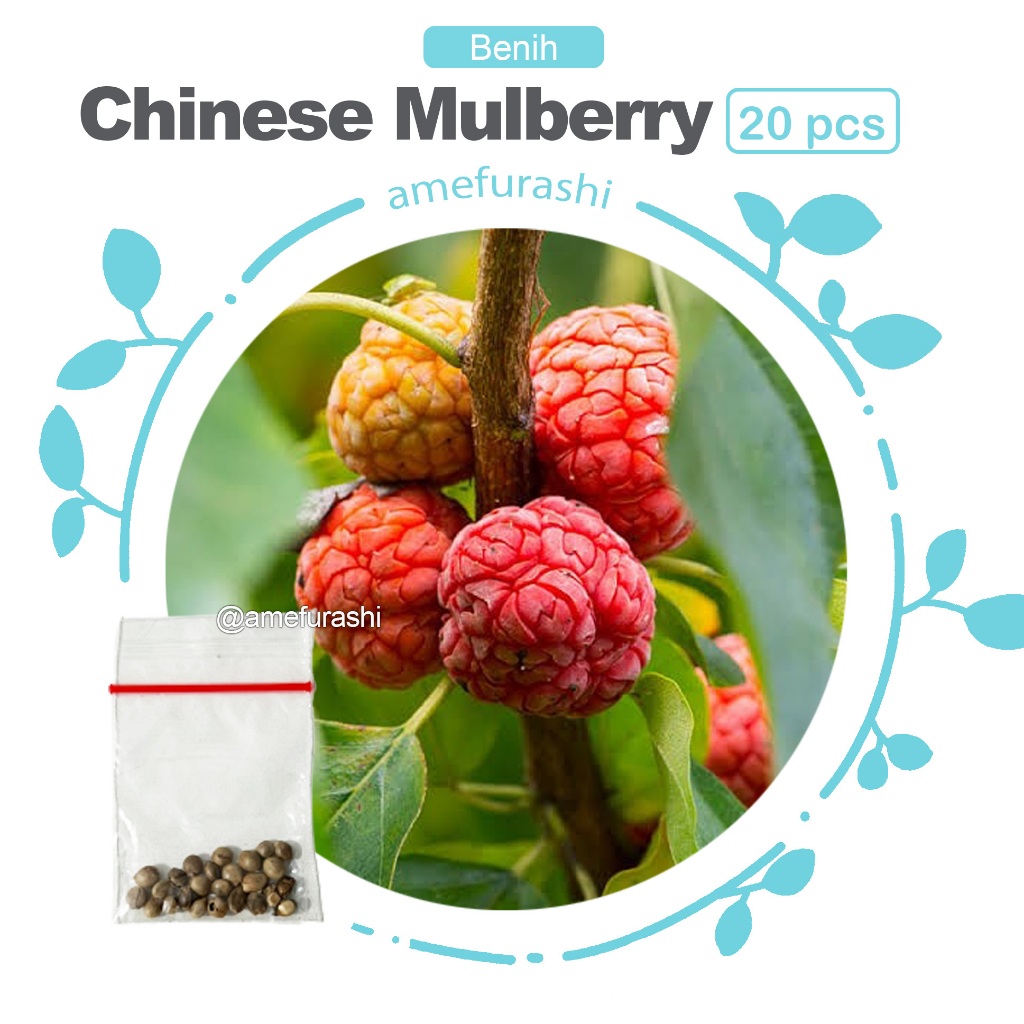 Jual Amefurashi 20 Benih / Seeds Buah Murbei Chinese Mulberry Delicious ...