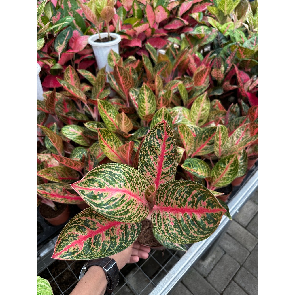 Jual Aglonema Widuri Lilin Tanaman Hias Aglaonema Cantik Akar Pot ...