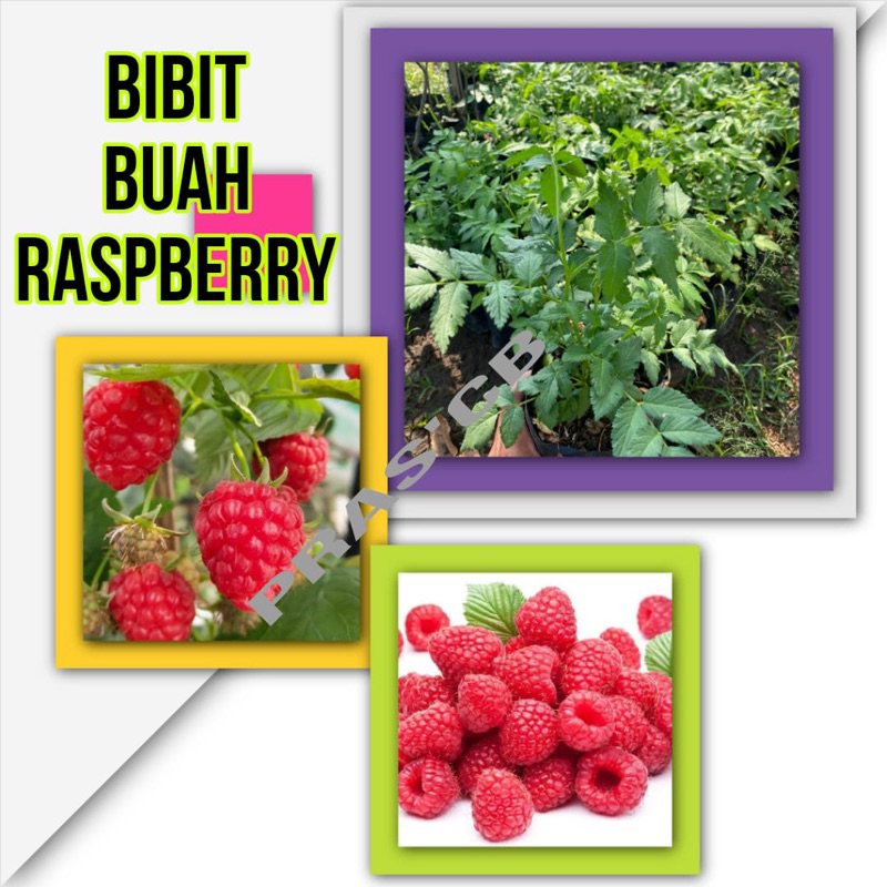 Jual Bibit buah raspberry siap berbuah | Shopee Indonesia