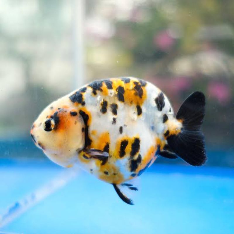 Jual Patung anak sapi calico kaleko ranchu tulungagung | Shopee Indonesia