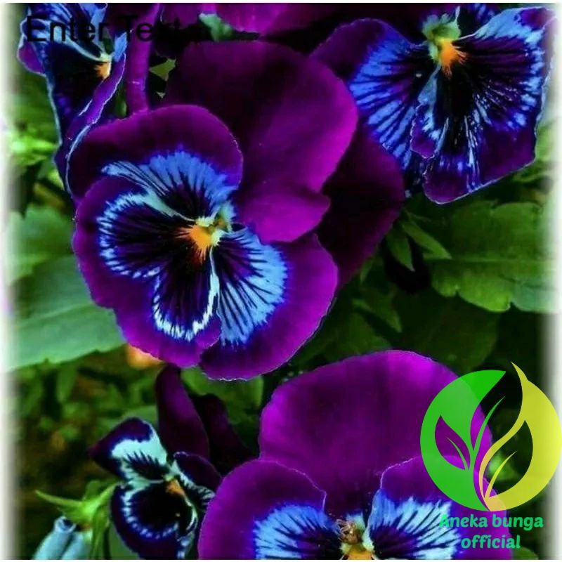 Jual BUNGA ANGGREK DENDROBIUM PURPLE BLUE / TANAMAN HIAS POHON ...