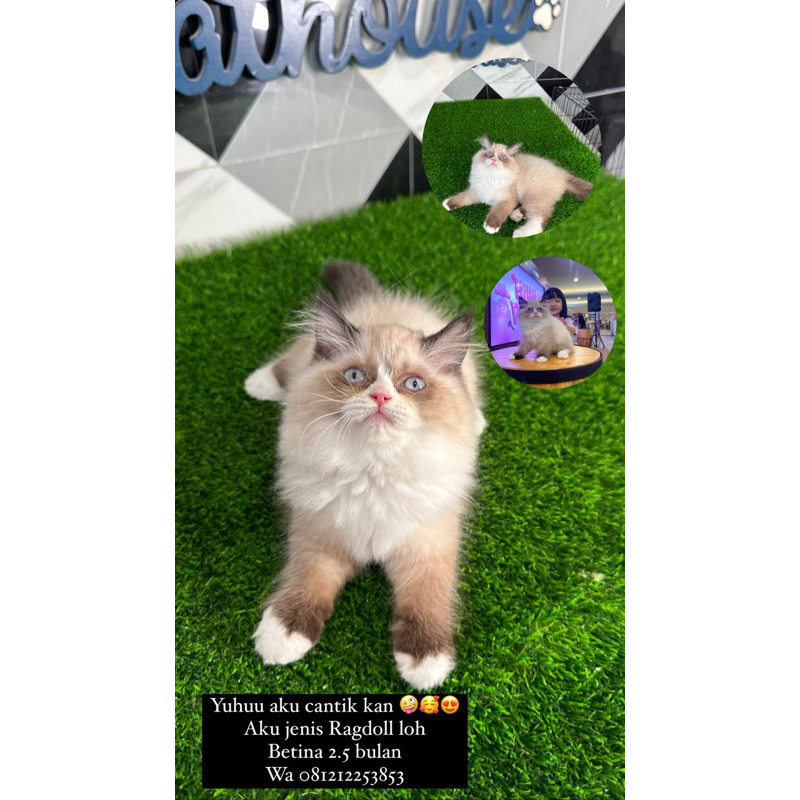 Jual ragdoll non ped betina 2.5 bulan | Shopee Indonesia