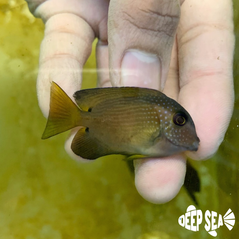 Jual Ikan Hias Air Laut Botana Ekor Kuning / Two Spot Bristletooth Tang ...