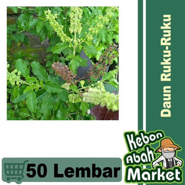 Jual Daun Ruku Ruku-ruku 50 Lembar Rempah Herbal Bumbu Masak | Shopee ...