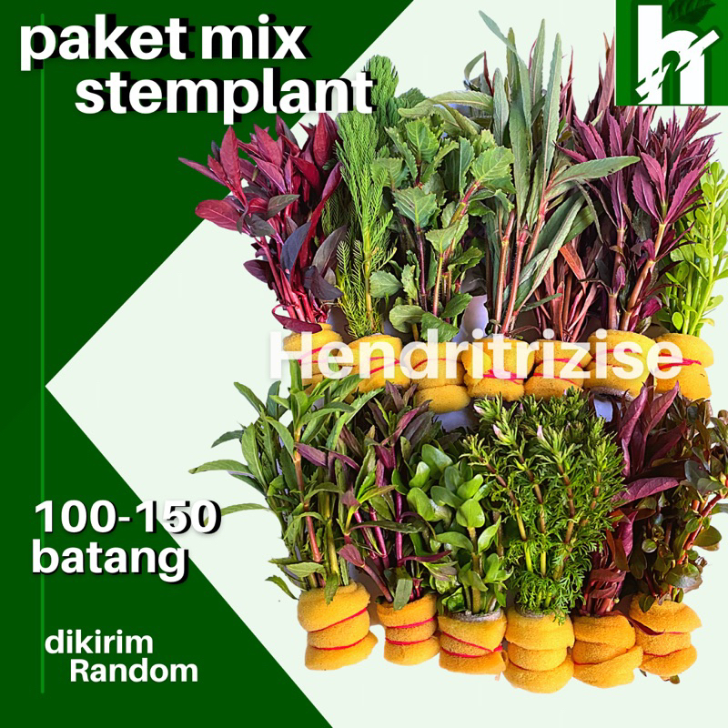 Jual Paket Tanaman Aquascape Mix 100 batang -Paket Tanaman Aquascape ... Jual Paket Tanaman Aquascape Mix 100 batang -Paket Tanaman Aquascape ...