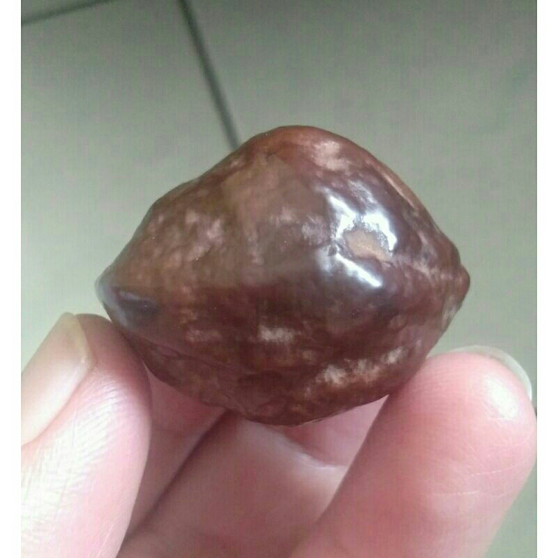 Jual Kemiri Adu Muncang Adu Jalim Jawa Urgen Garung | Shopee Indonesia