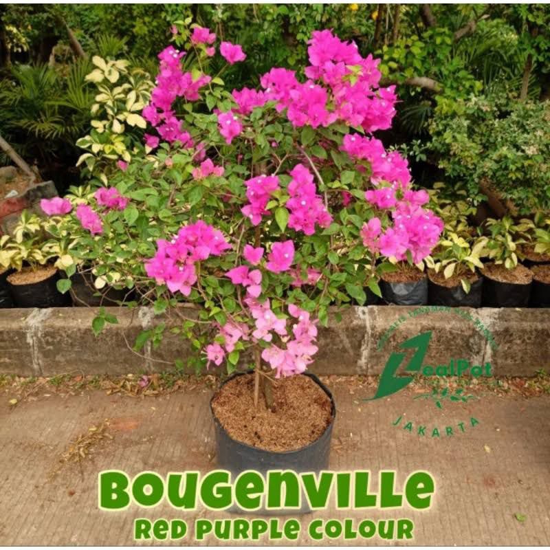 Jual Tanaman Hias Boungenville Red Purple Sudah Cukup Langka Shopee