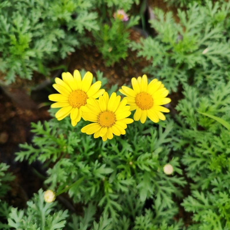 Jual daisy bunga kuning tanaman hias desi | Shopee Indonesia
