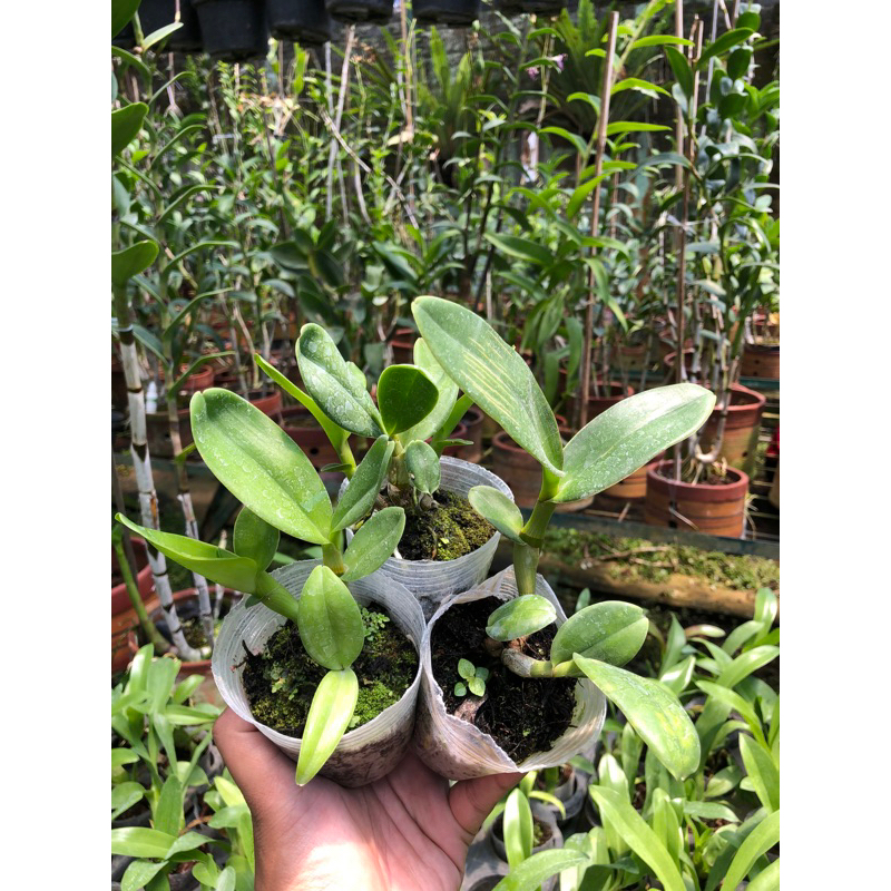 Jual Dendrobium violaceoflavens (anggrek besi papua) | Shopee Indonesia