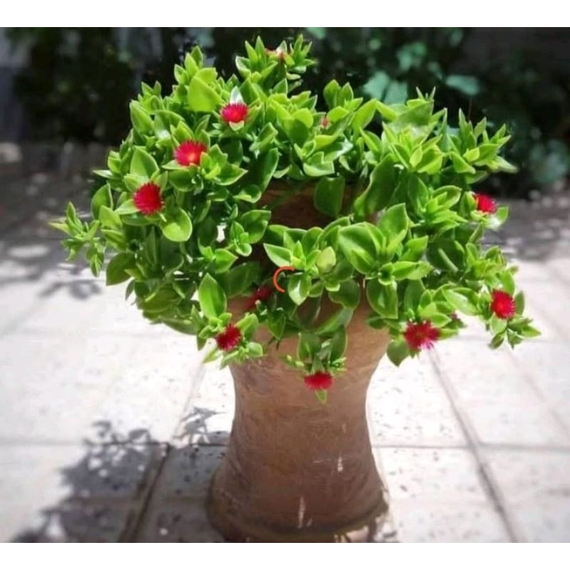 Jual Tanaman Bunga Gantung Baby Sun rose | Shopee Indonesia