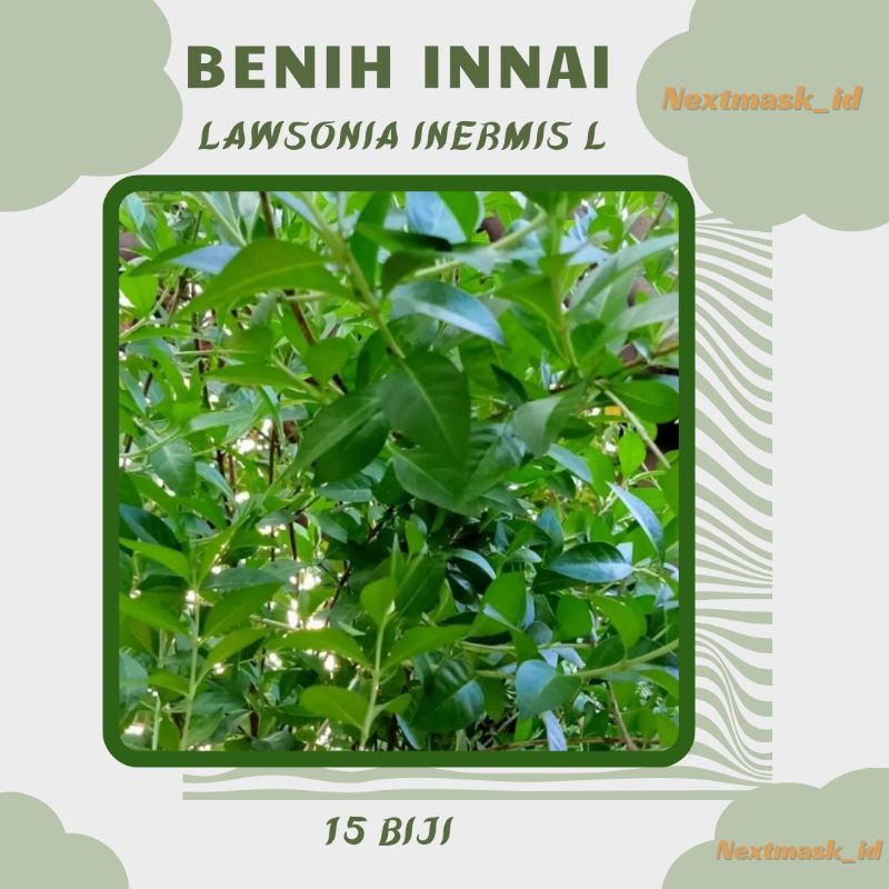 Jual Benih Bibit Biji Pacar Kuku / Lawsonia Inermis L- Daun Inai ...