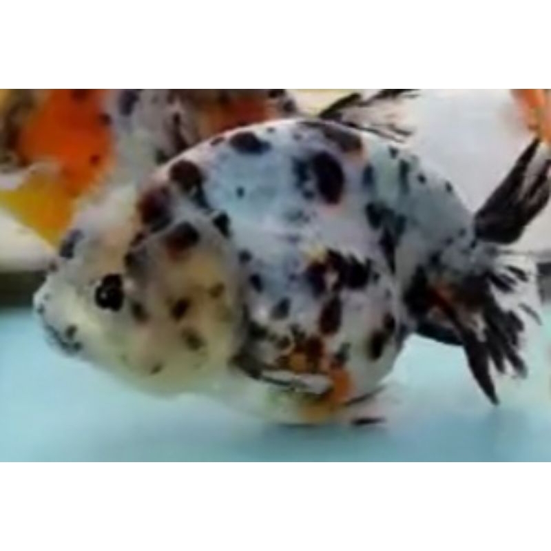 Jual ikan mas koki rancu sapi calico | Shopee Indonesia