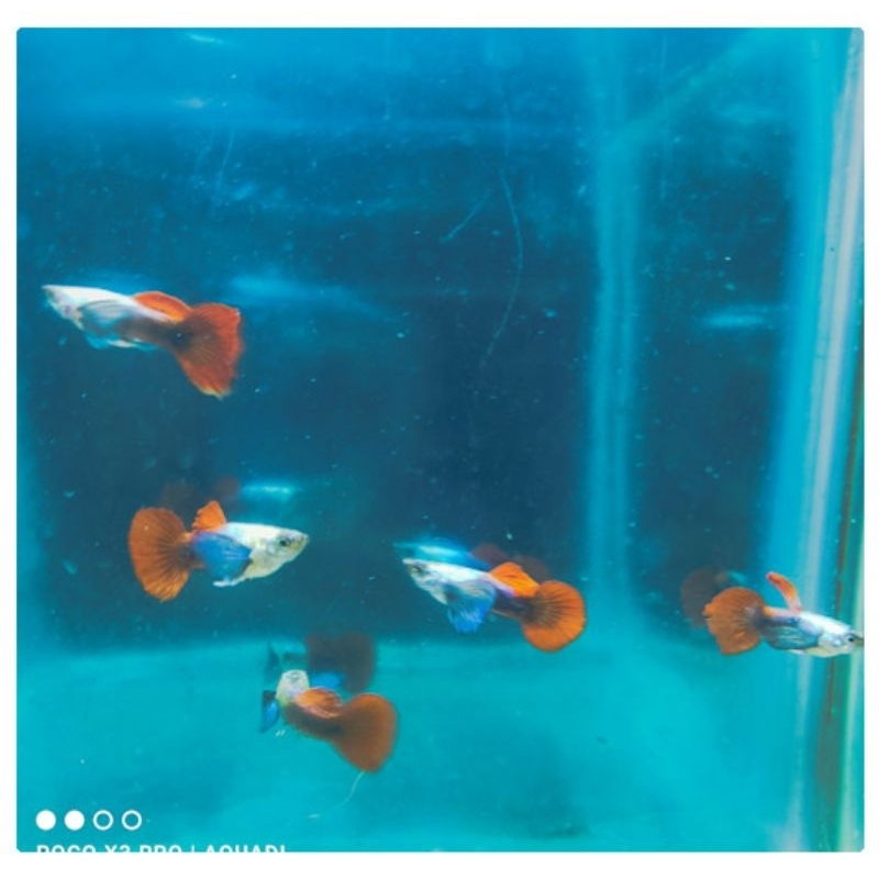 Jual Ikan Guppy Platinum Red Tail Dumbo Ear | Shopee Indonesia