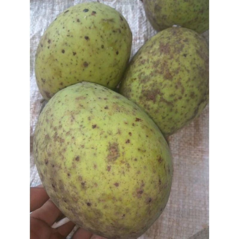 Jual buah limus buah bacang buah pakel kondisi muda segar | Shopee ...