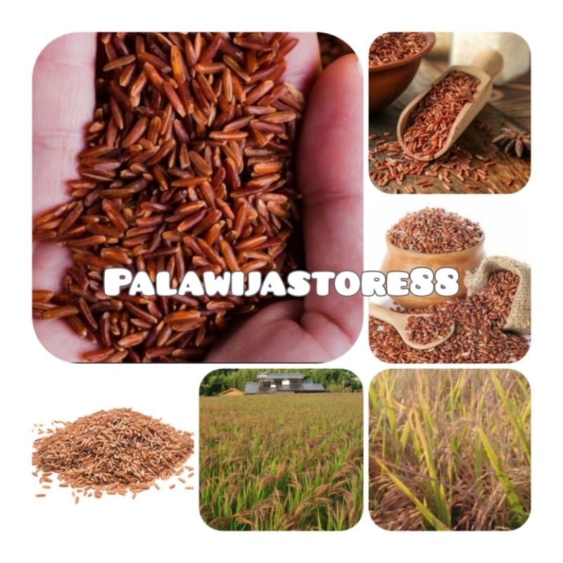 Jual Benih padi beras merah super 1 kg-az | Shopee Indonesia