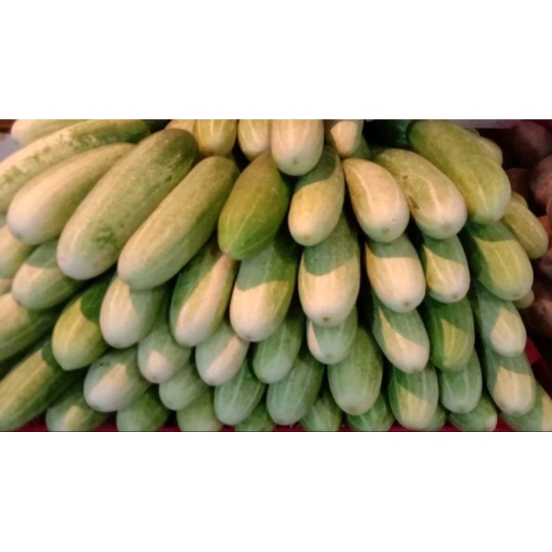 Jual timun / cucumber 1kg | Shopee Indonesia