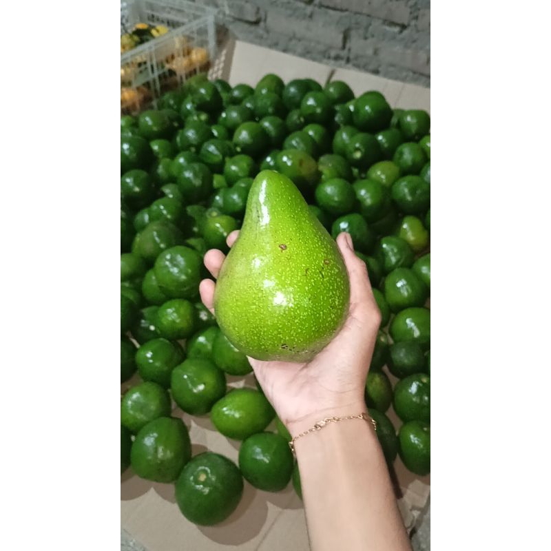 Jual Alpukat Mentega Super 1kg isi 3 | Shopee Indonesia