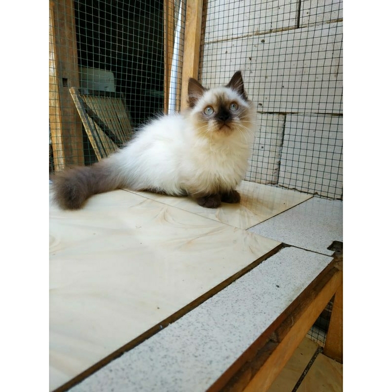 Jual kucing ragdoll himalaya Munchkin cebol | Shopee Indonesia