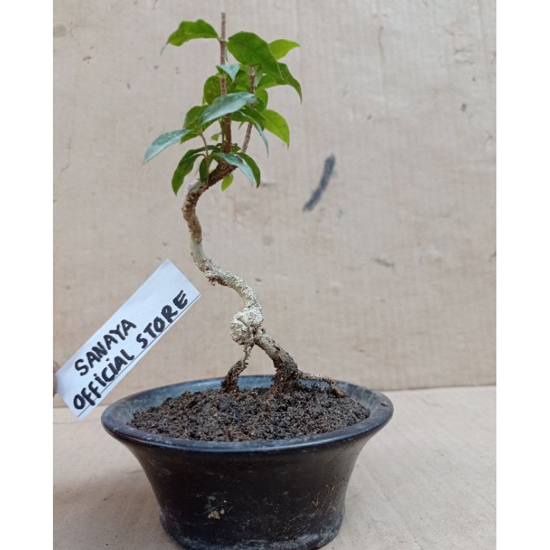 Jual Bahan bonsai sakura micro japan | Shopee Indonesia