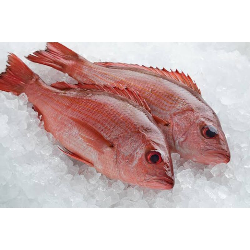 Jual Ikan Kakap Merah Fresh (Seafood Segar) | Shopee Indonesia