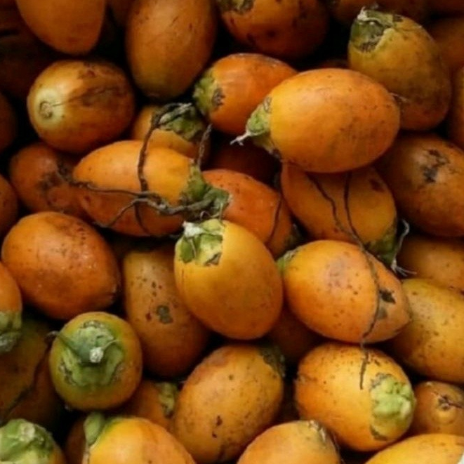 Jual PINANG KUNING 1 kg | pinang tua | Shopee Indonesia