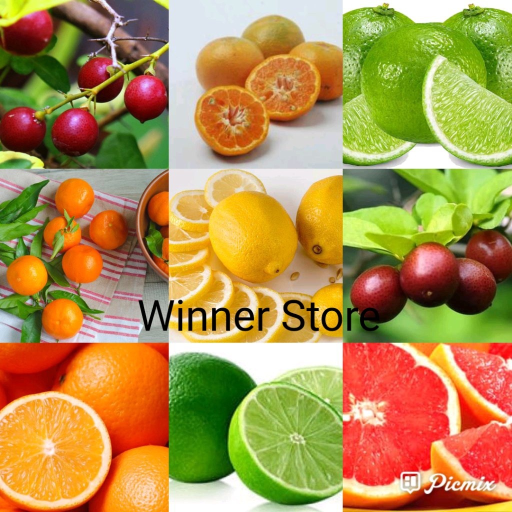 Jual Bibit Benih Buah Jeruk Manis Mix (10 Butir) | Shopee Indonesia