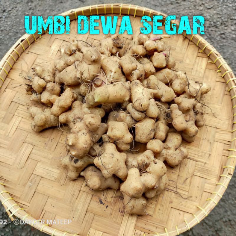 Jual UMBI DEWA SEGAR / UMBI SAMSIT / 500 gram / Umbi dewa organik ...
