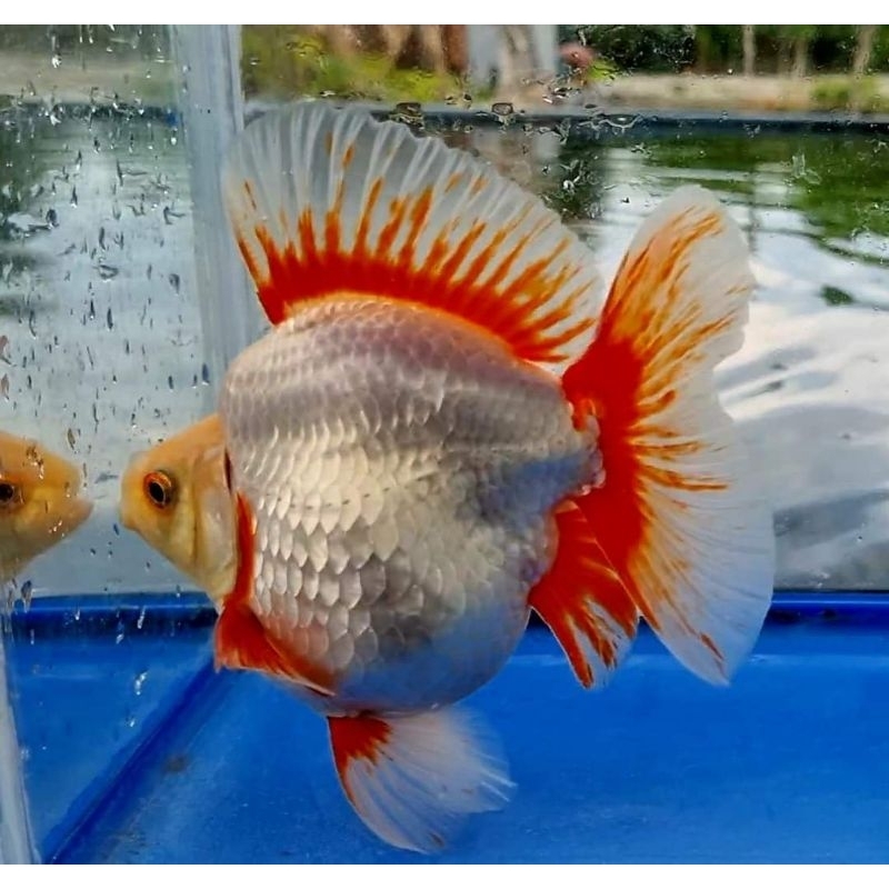 Jual Ryukin red white lucu / ikan mas koki ryukin red white | Shopee ...