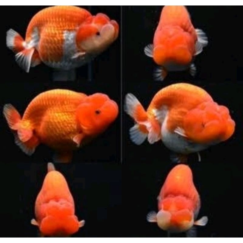 Jual rancu bufalo isi 3 | Shopee Indonesia