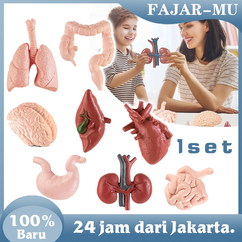 Jual 8 PCS Human Organ Toys Organ Manusia Mainan Montessori Alat Peraga ...