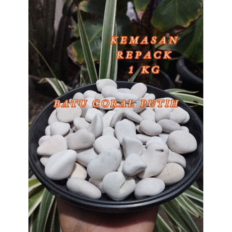 Jual batu coral putih 1kg | Shopee Indonesia