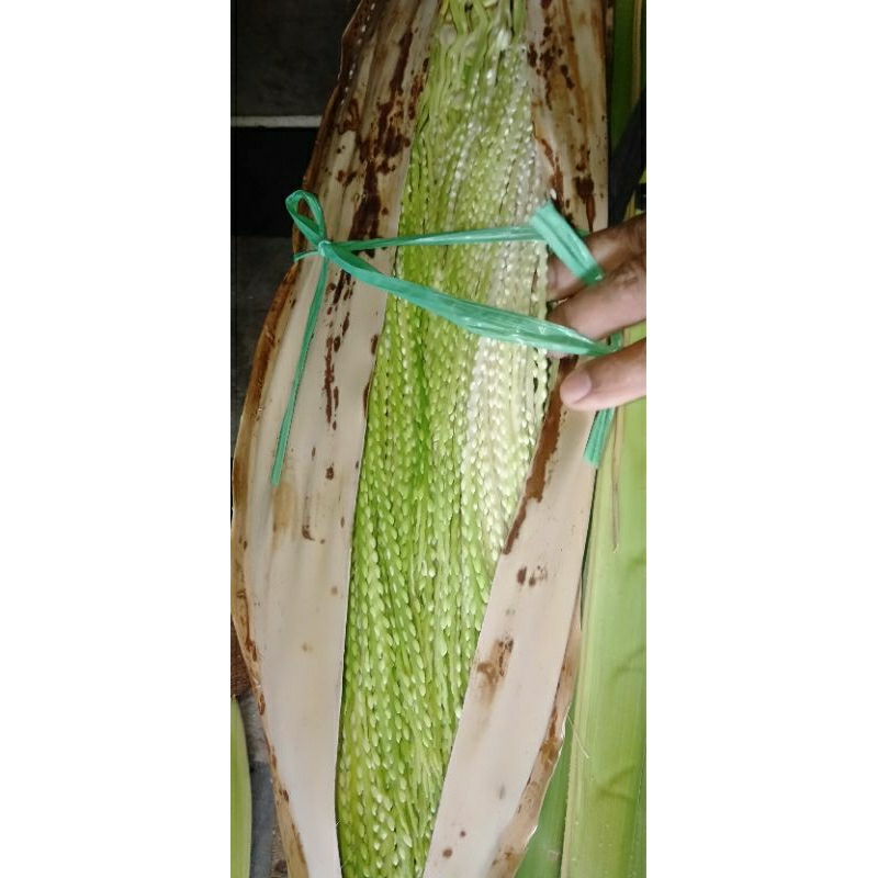 Jual Bunga Pinang Kuncup / Bunga Mayang /Jambe Muda segar kilogram ...