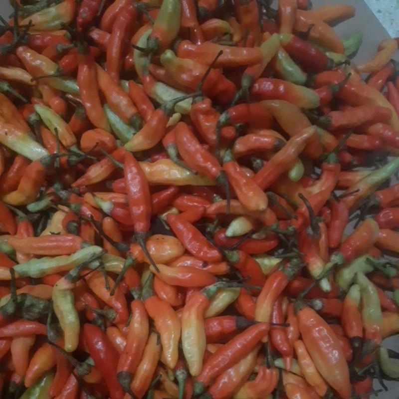 Jual Cabe cabai rawit merah ORI 500 gram cabe merah keriting cabe hijau ...
