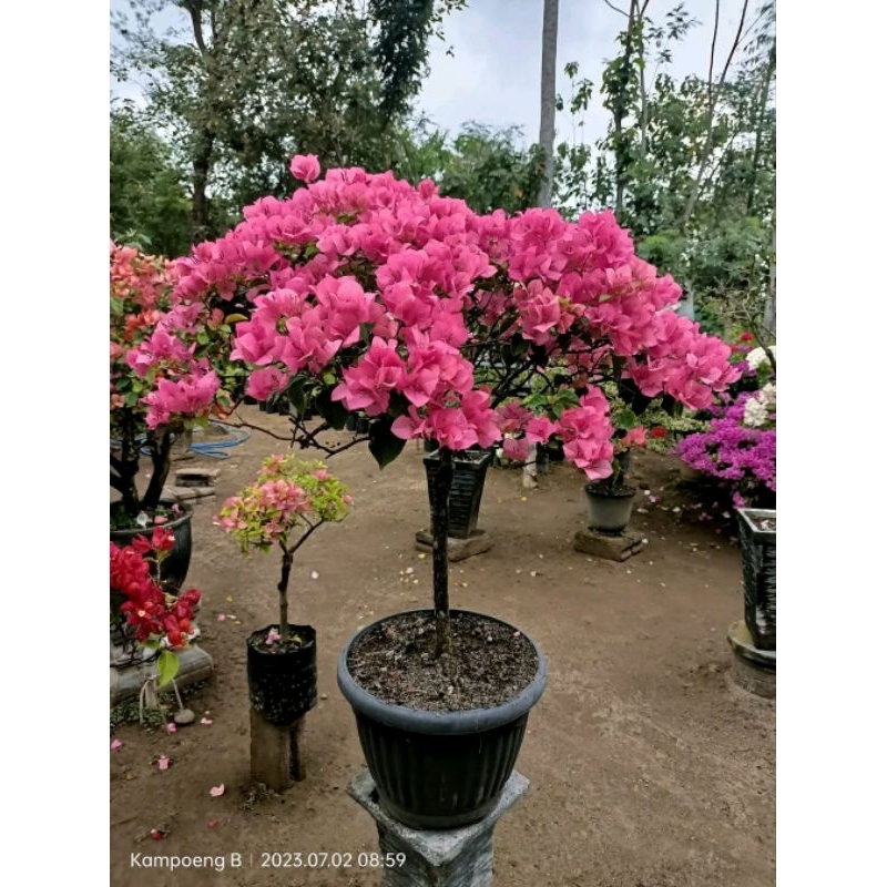 Jual Tanaman Hias Bugenvil Bunga Kertas Bonsai Merah Fanta Shopee