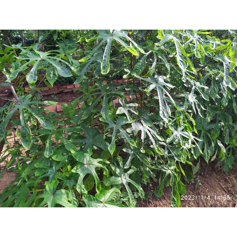 Jual bibit stek gedi merah / telo papua / singkong papua/ ketela papua ...