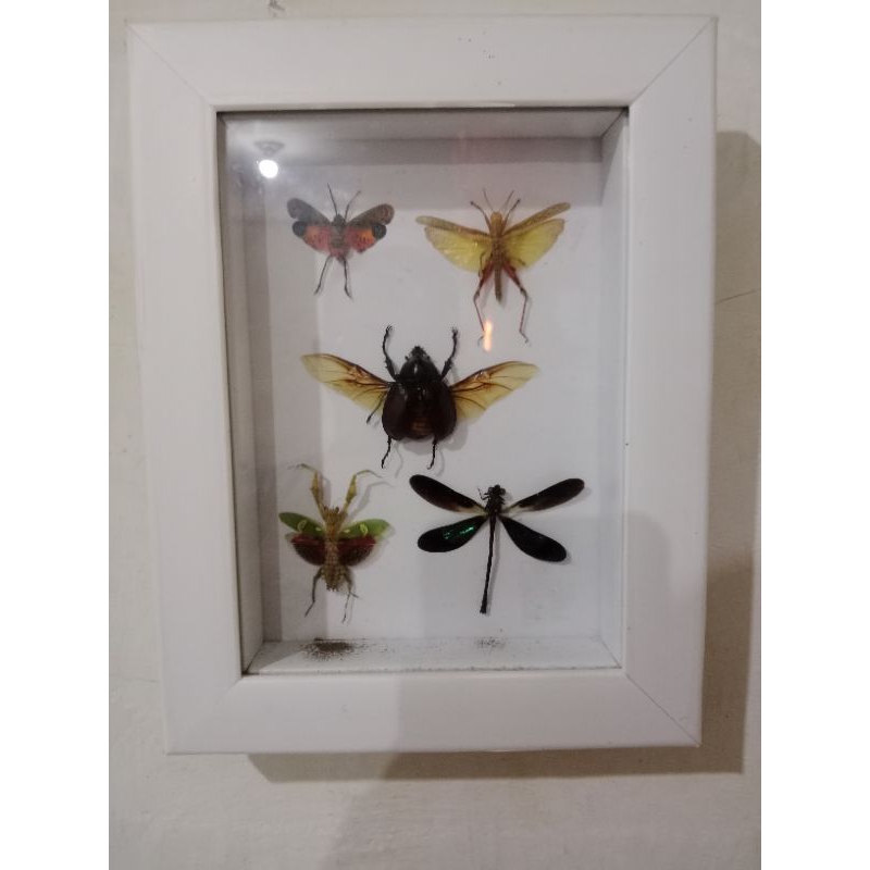 Jual taxydermi awetan Arthropoda 5 ordo serangga dalam pigura ukuran ...
